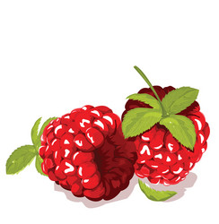 Realistic red raspberries with green leaves Vector Image
