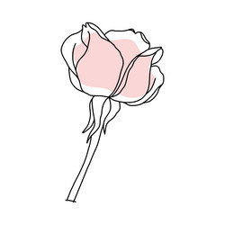 Rose flower in bloom line art with pink shape Vector Image