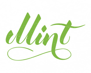 Hand written mint text isolated on white Vector Image