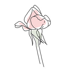 Rose flower bud line art with pink shape hand Vector Image
