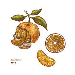 Tangerine Vector Images (over 13,000)