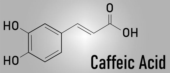 Caffeic acid molecule skeletal chemical formula Vector Image