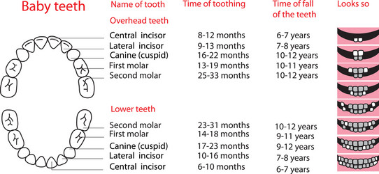 Depicting the sequence of eruption permanent te Vector Image