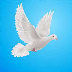 White dove Royalty Free Vector Image - VectorStock