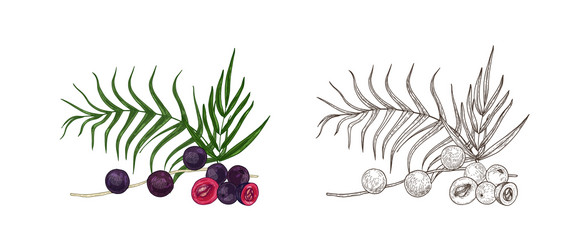 Acai Vector Images (over 1,000)