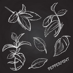 Peppermint leaves hand drawn herb botanical Vector Image