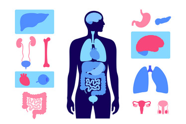 Human Internal Organs Diagram Medical Science Vector Image