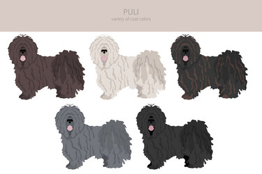 Puli clipart different poses coat colors set Vector Image