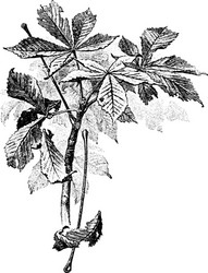 Buckeye Tree Vector Images (91)