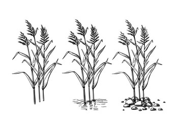 Hand drawn sketch of the reed isolated on white Vector Image