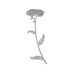 Drawing flower of yarrow Royalty Free Vector Image