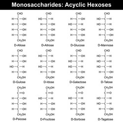 Main cyclic monosaccharides and disaccharides Vector Image