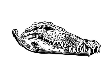 Gator Skull Vector Images (27)