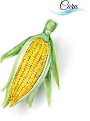 Corn Banner Vector Images (over 8,300)