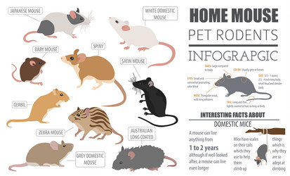 Mice breeds icon set flat style isolated on white Vector Image
