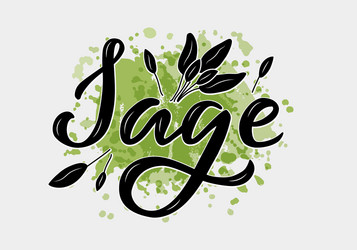 Sage green creative text on pastel background Vector Image