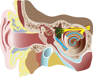 Human ear anatomy structure anatomical diagram Vector Image