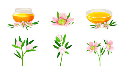 Manuka Flower Vector Images (72)
