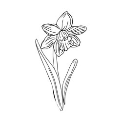 Spring line art tulip flower isolate on white Vector Image
