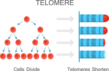 Telomere Vector Images (87)