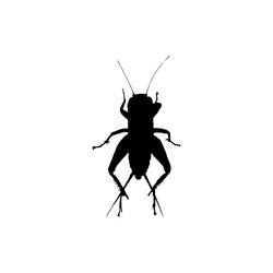 Cricket insect icon simple style insect science Vector Image
