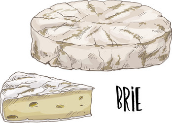 Brie Cheese Vector Images (over 1,600)