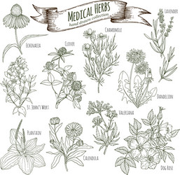 Medicinal Herb Drawings Clipart