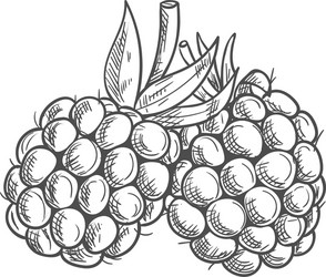 Bramble Vector Images (over 1,100)