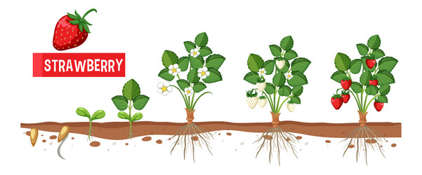 Strawberry plant growth stages Royalty Free Vector Image