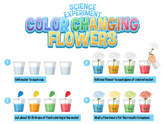 Color changing flowers science experiment Vector Image