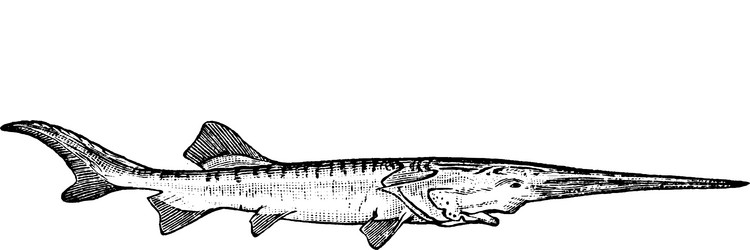 Paddlefish Vector Images (32)