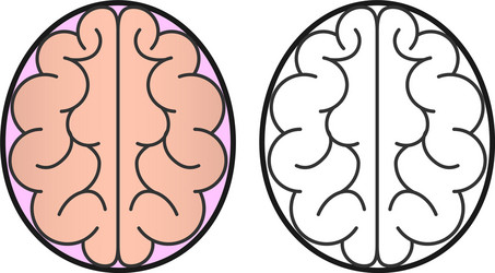 Brain Top View Vector Images (over 520)