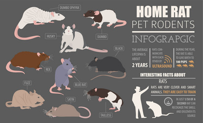 Infographic Rat Vector Images (over 520)