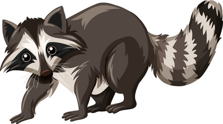 Wild raccoon on transparent background Royalty Free Vector