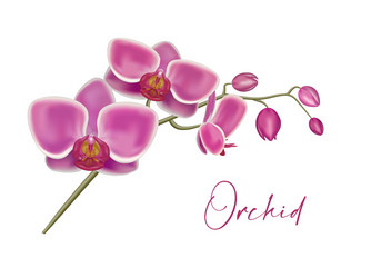Realistic White Orchid Vector Images (over 420)