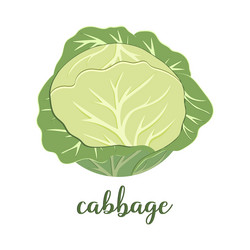 Colorful cabbage isolated Royalty Free Vector Image