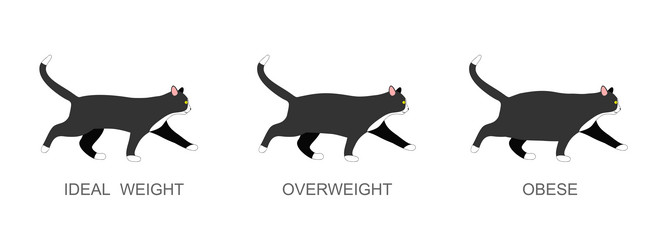 Bmi Chart Vector Images (over 200)