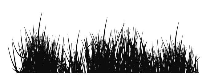 Swamp grass silhouette black reed pond plant Vector Image
