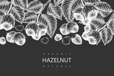 Hand drawn sketch hazelnut design template Vector Image