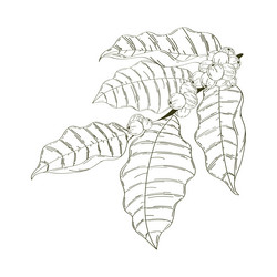 Coffee Tree Drawing Vector Images (over 2,600)