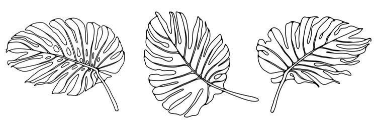 Monstera Outline Vector Images (over 3,500)