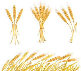 Wheat Vector Images (over 120,000)