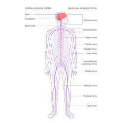 Autonomic nervous system Royalty Free Vector Image