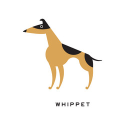 Whippet Vector Images (over 310)
