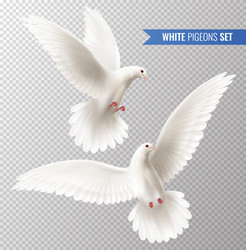 White dove Royalty Free Vector Image - VectorStock