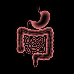 Digestive System Vector Images (over 14,000)