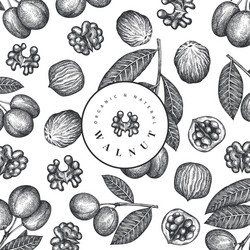 Hand drawn sketch walnut design template organic Vector Image