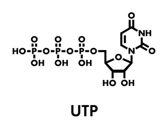 Nucleotide Vector Images (over 560)