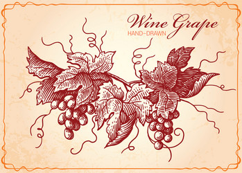 Wine Grape Vector Images (over 47,000)