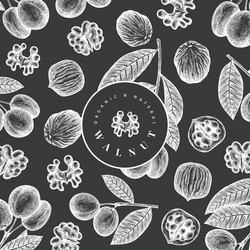 Hand drawn sketch walnut design template organic Vector Image